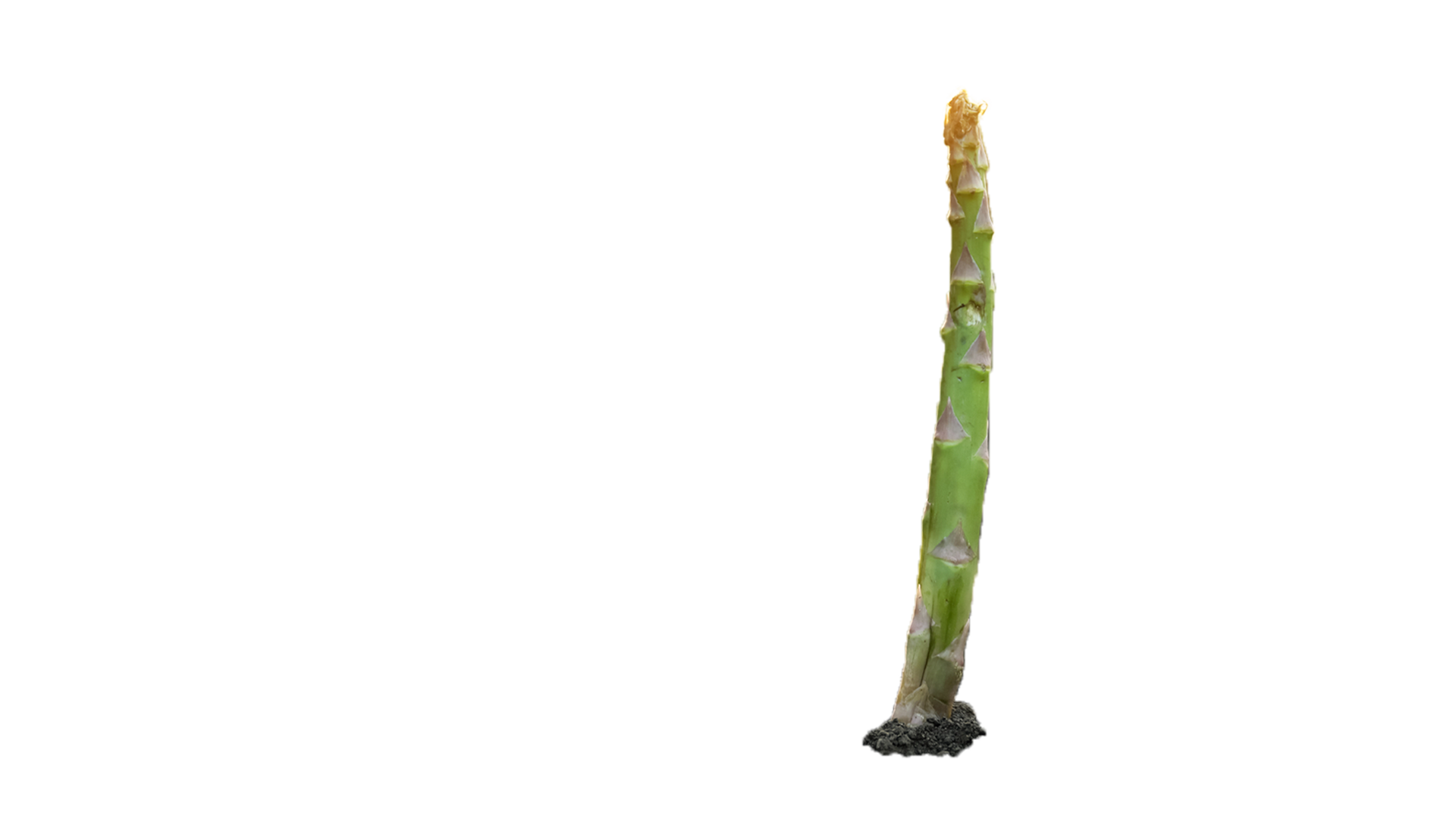 About Affinitus Group: Get to Know Us