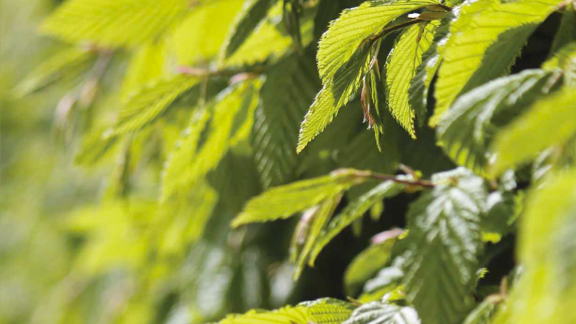 Premier Fruits - Affinitus Group